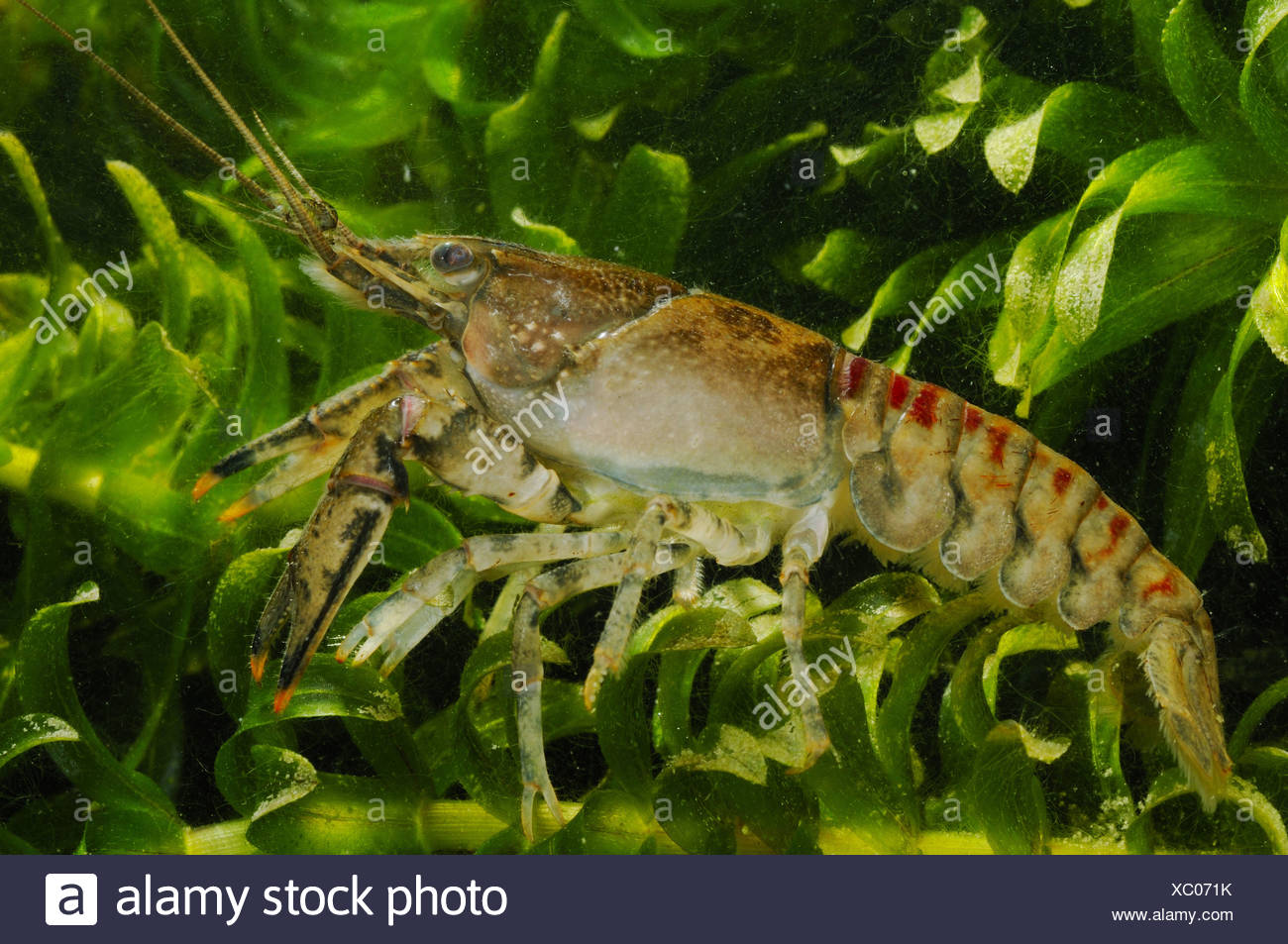 Orconectes Stock Photos & Orconectes Stock Images - Alamy