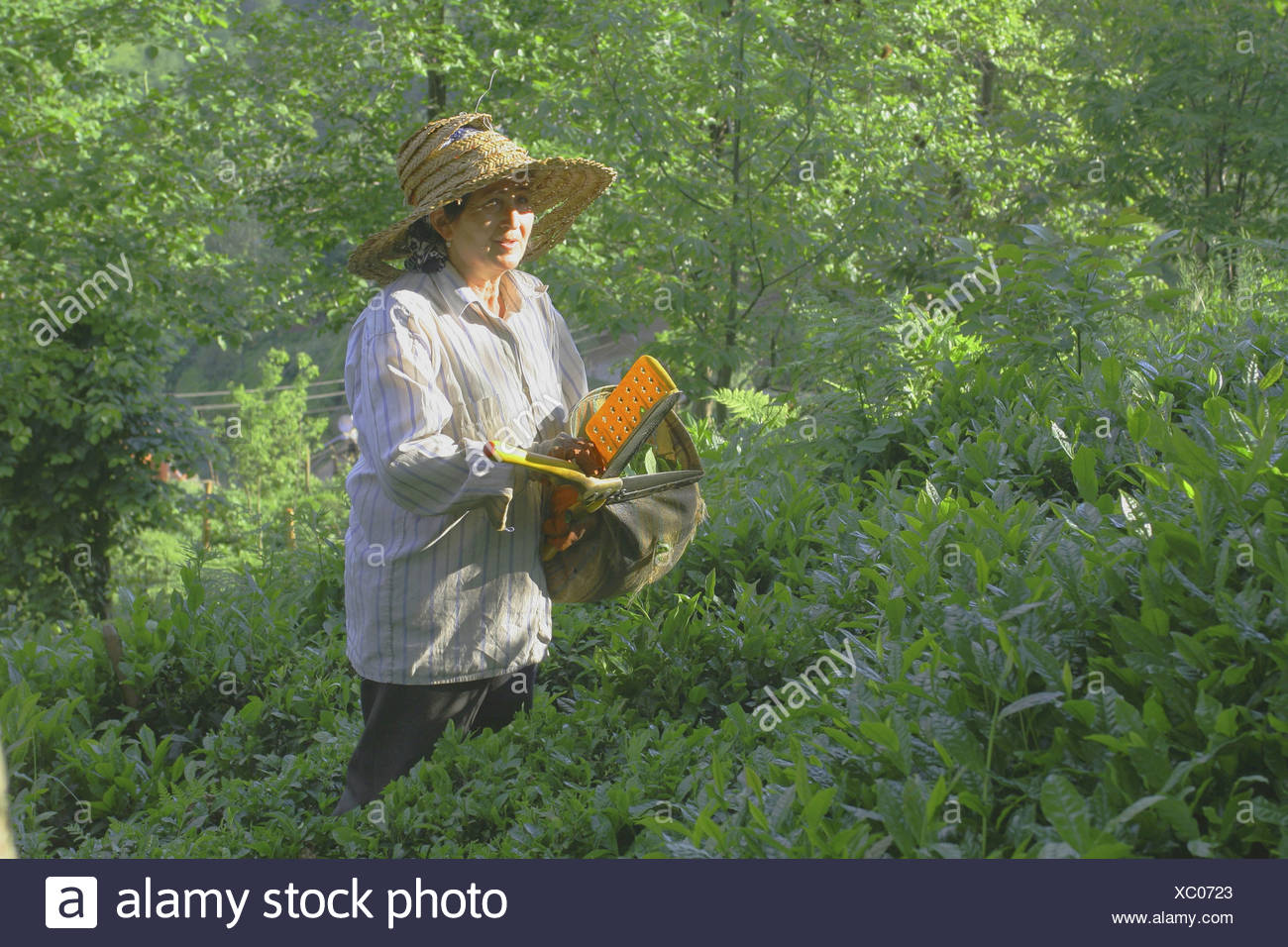 Tea Thea Sinensis Camellia Plant High Resolution Stock Photography and ...