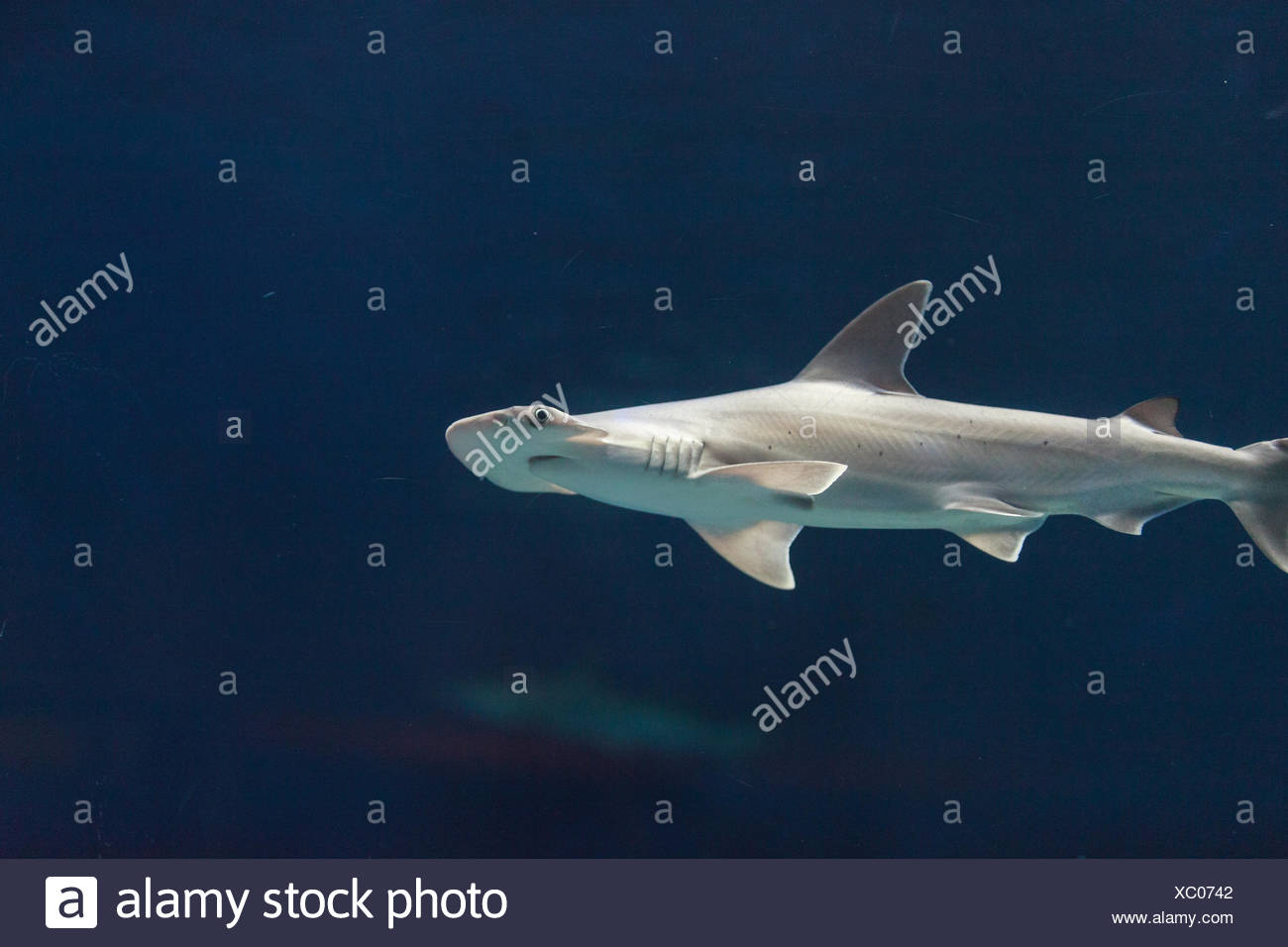 Shark Hammer High Resolution Stock Photography and Images - Alamy