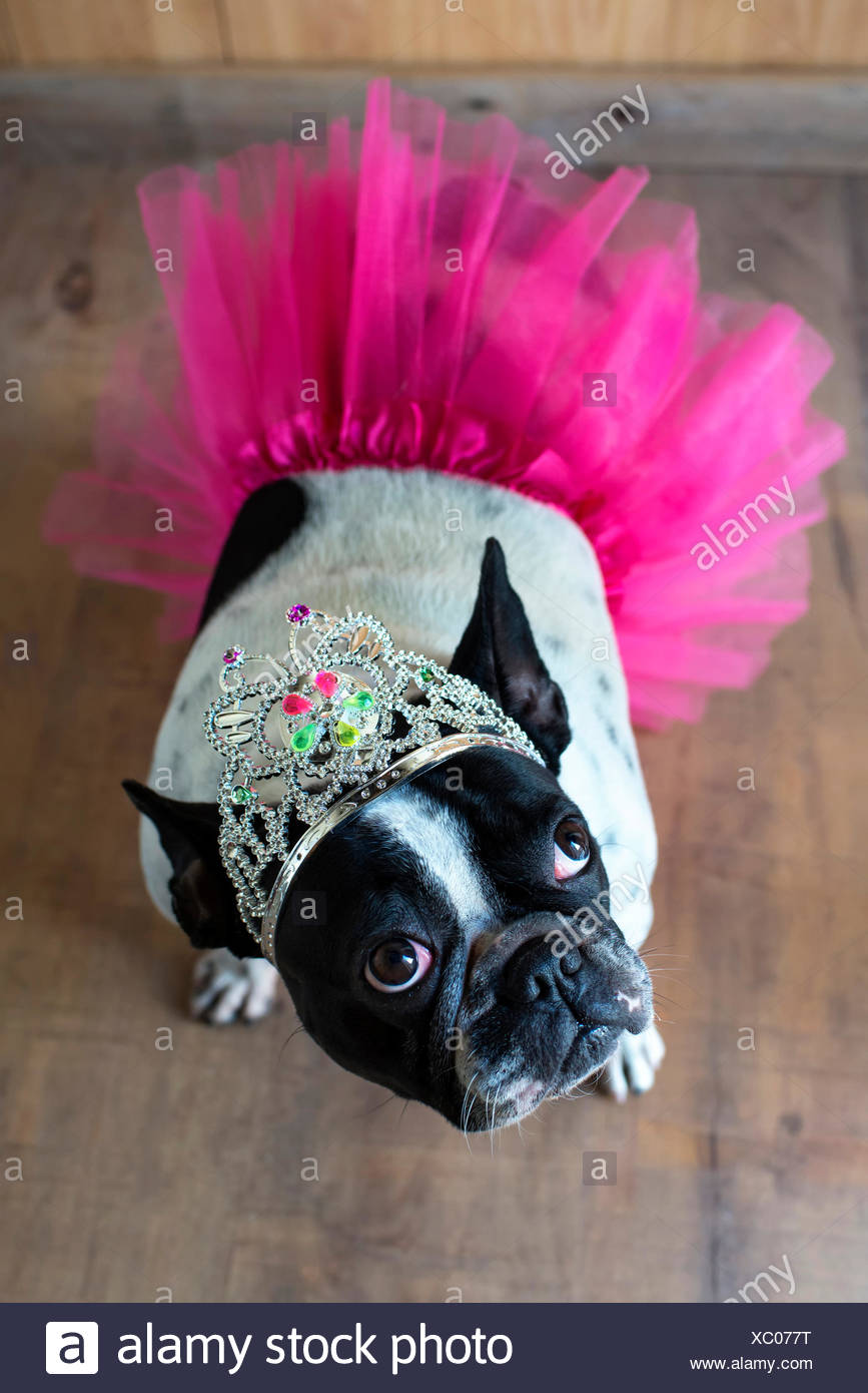Bulldog Dressed Up High Resolution Stock Photography and Images - Alamy