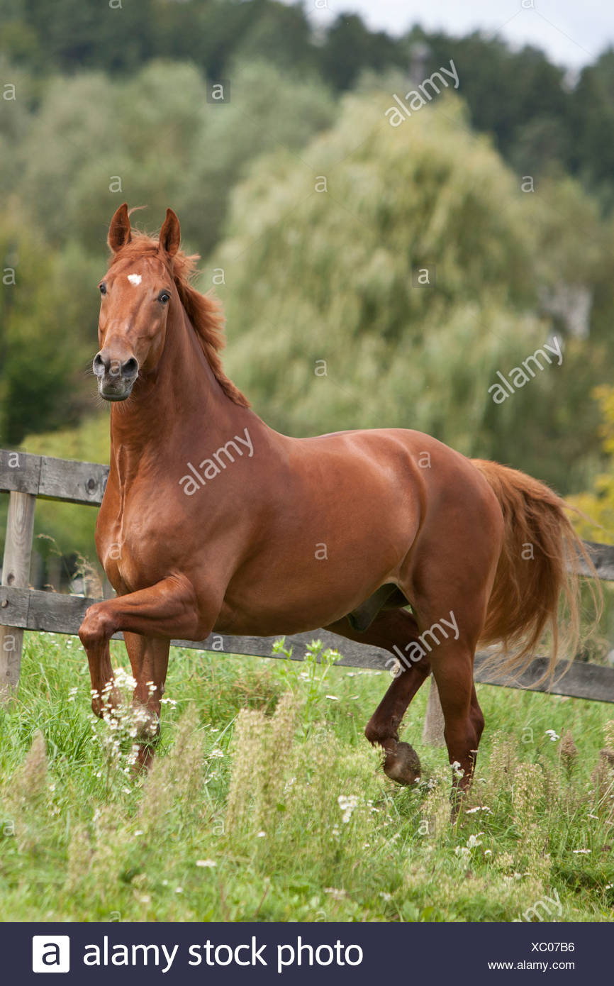 Gidran High Resolution Stock Photography and Images - Alamy