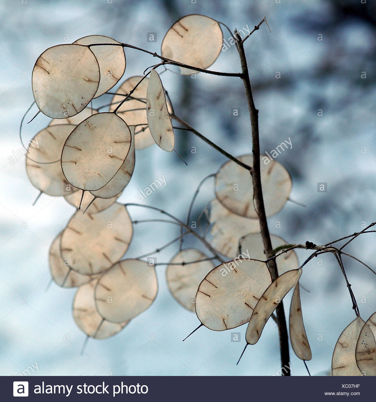 Honesty Plant Winter High Resolution Stock Photography and Images - Alamy