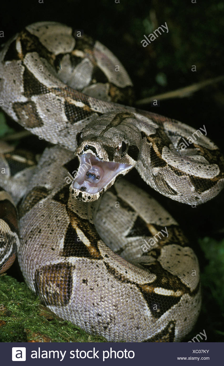 Snake Open Mouth Stock Photos & Snake Open Mouth Stock Images - Alamy