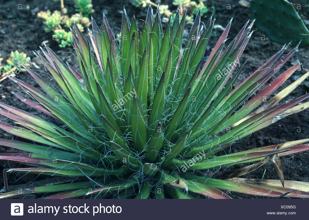 Agave Filifera High Resolution Stock Photography and Images - Alamy