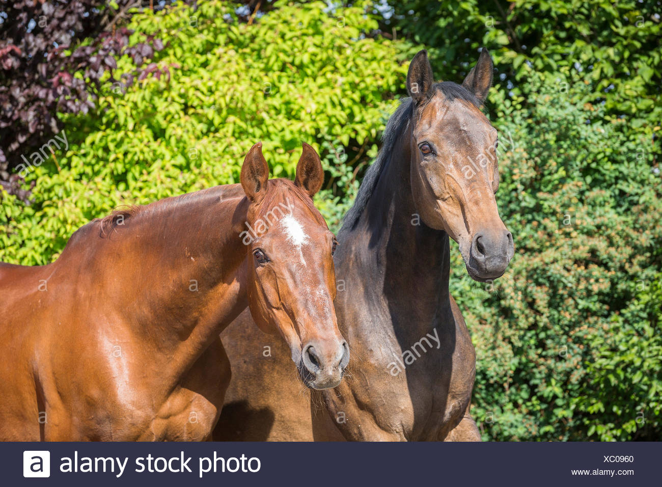 Anglo Arabian Horses High Resolution Stock Photography and Images - Alamy