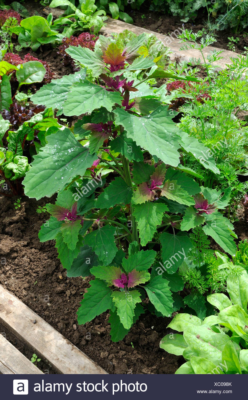 Spinach Tree Stock Photos & Spinach Tree Stock Images - Alamy