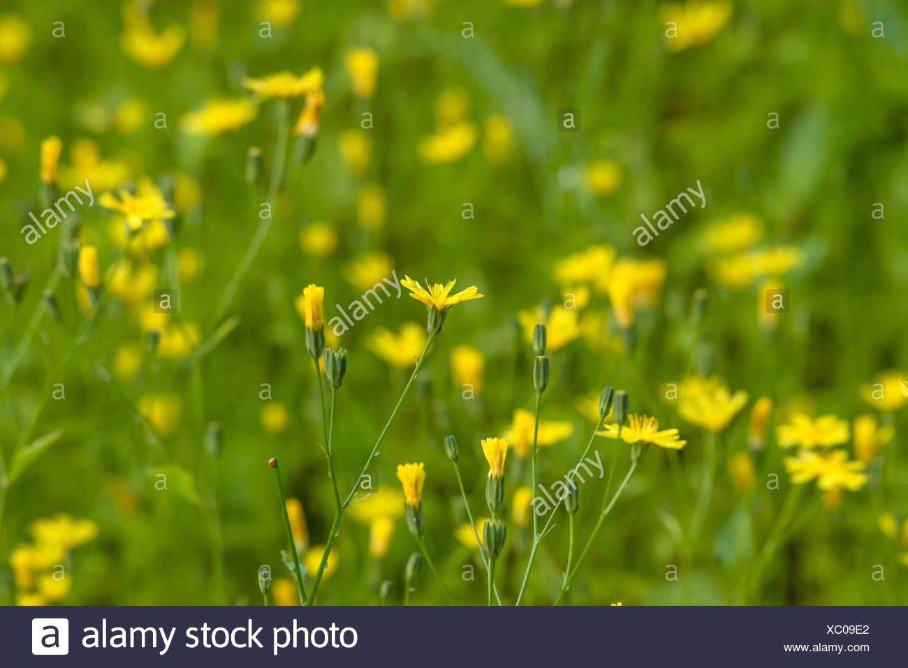 Common Nipplewort (lapsana Communis) High Resolution Stock Photography ...