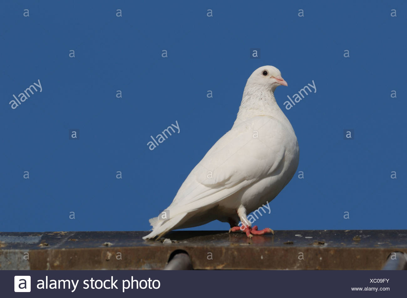 Dove Stock Photos & Dove Stock Images - Alamy