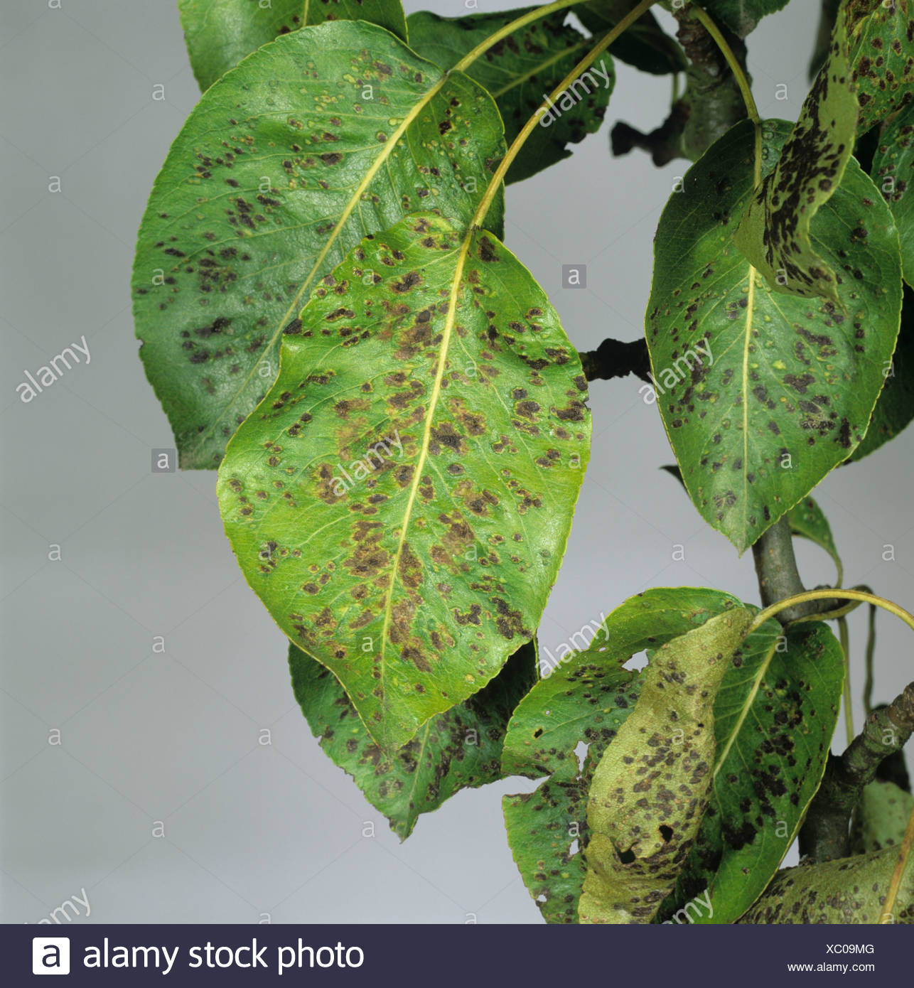 Eriophyes Pyri Stock Photos & Eriophyes Pyri Stock Images - Alamy