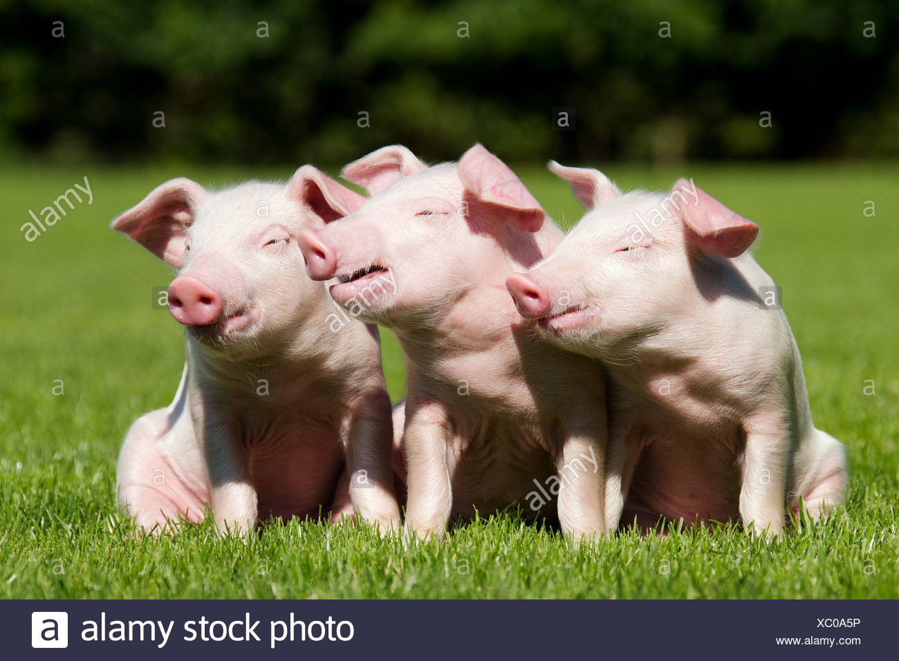 Pig And Piglets High Resolution Stock Photography and Images - Alamy
