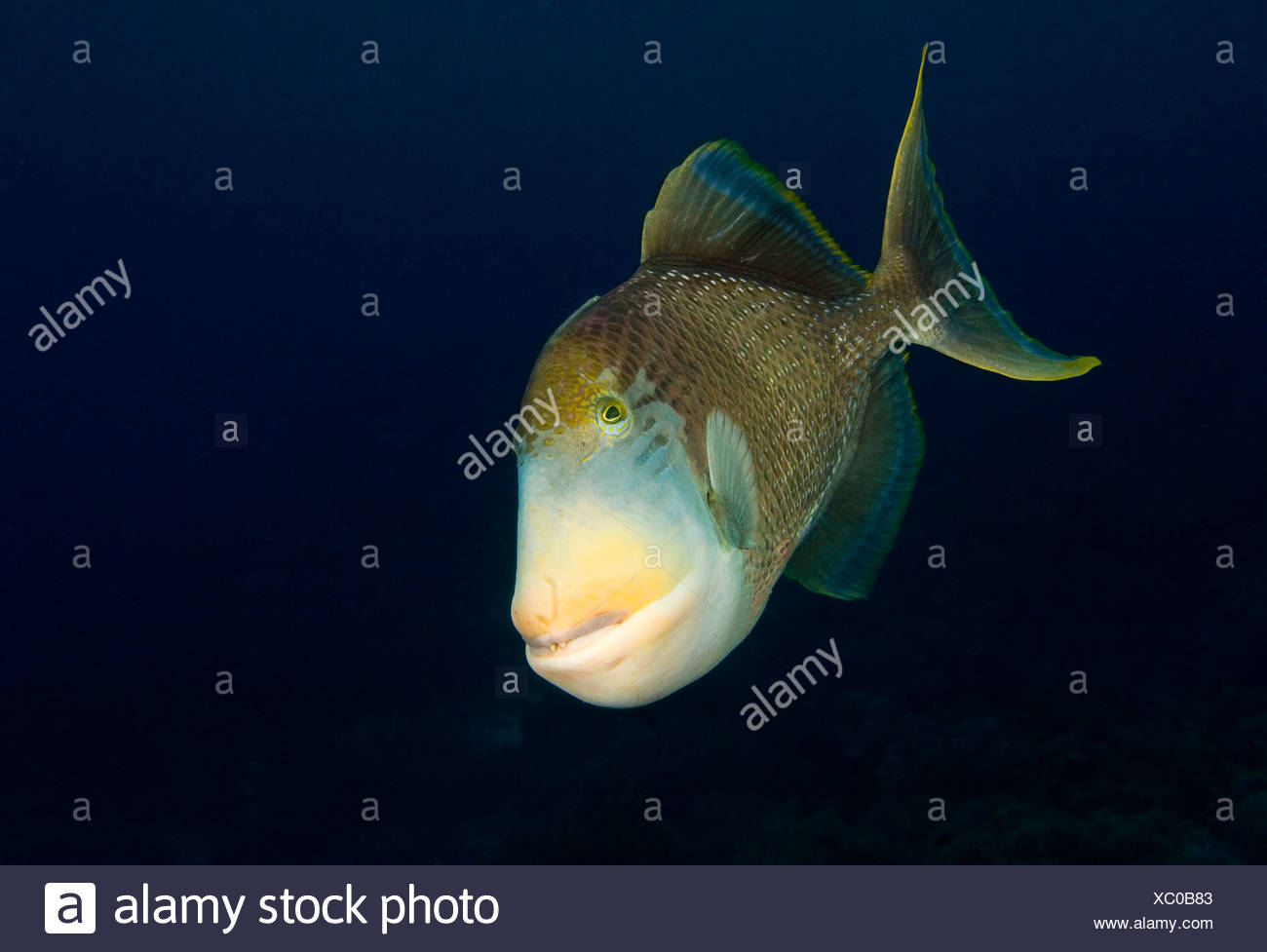 Yellowmargin Triggerfish High Resolution Stock Photography and Images - Alamy