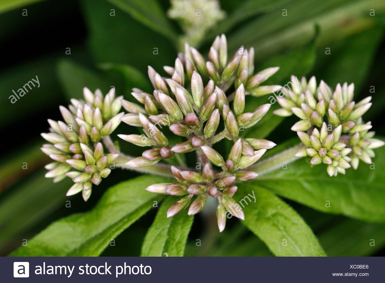 Common Rush Juncus Effusus High Resolution Stock Photography and Images ...