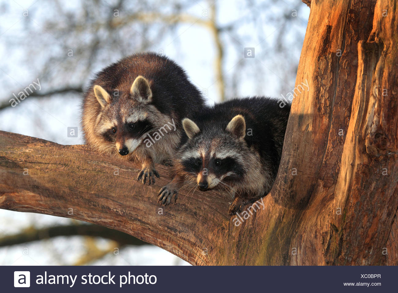 Two Raccoon High Resolution Stock Photography and Images - Alamy