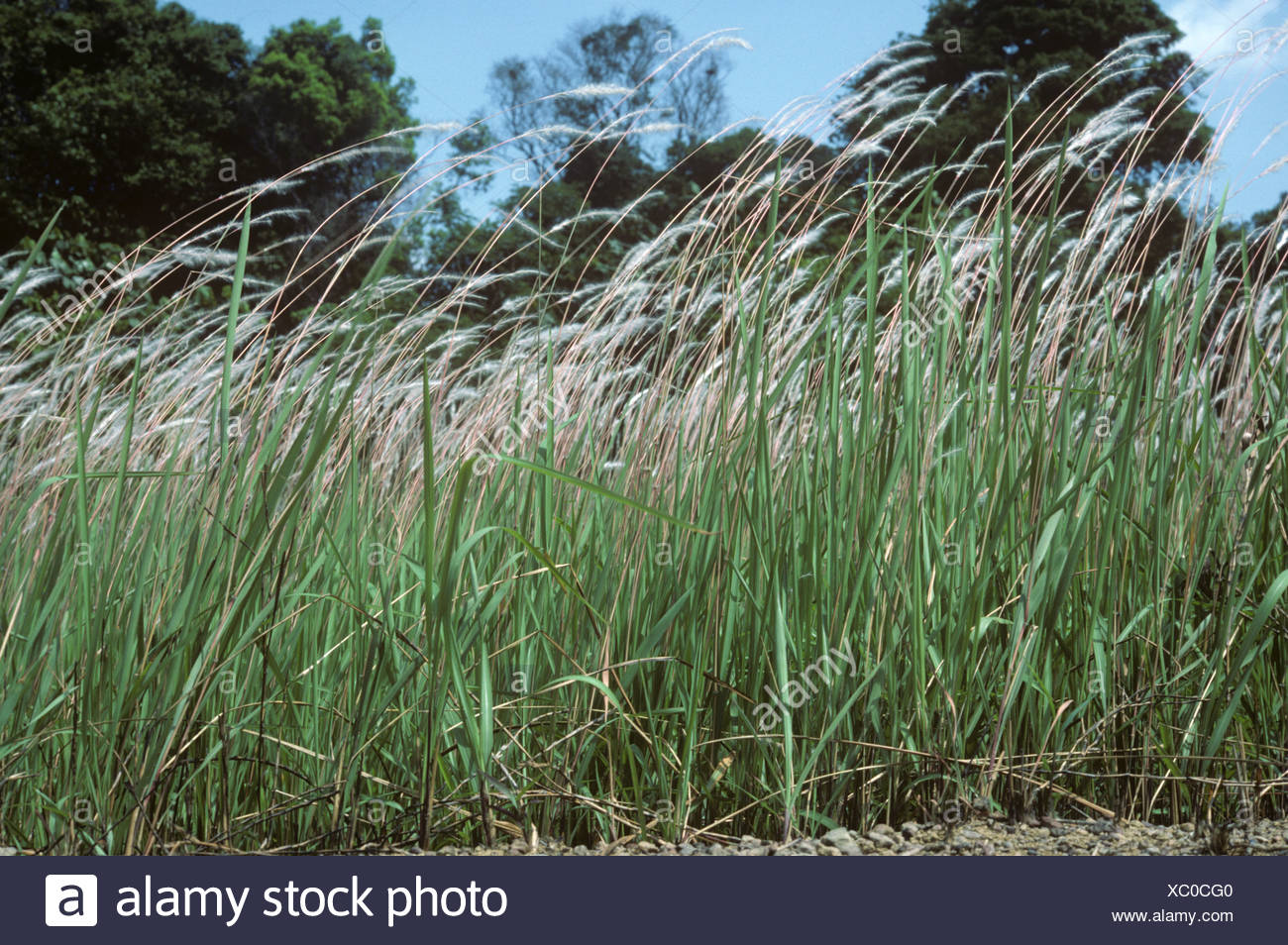 Lalang High Resolution Stock Photography and Images - Alamy