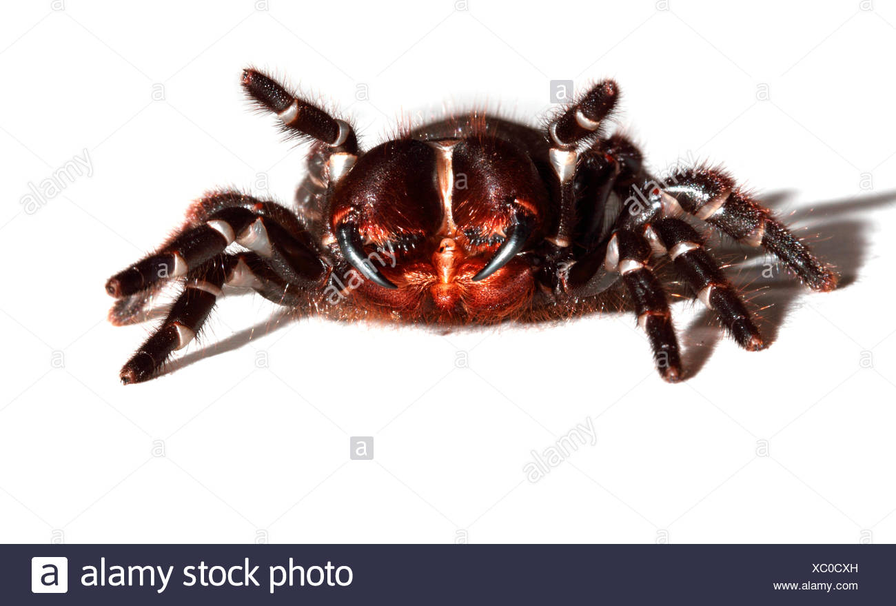 Australian Funnel Web Spider High Resolution Stock Photography and ...