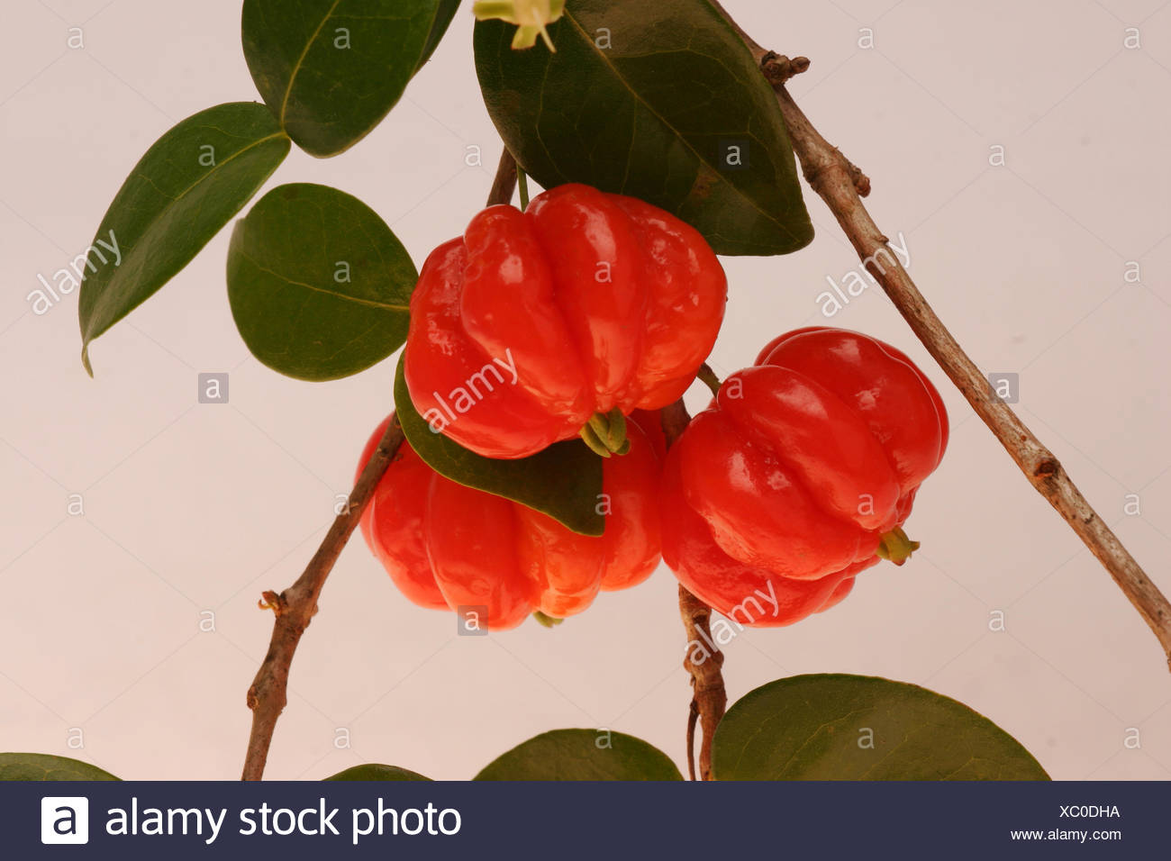 Surinam Cherry Stock Photos & Surinam Cherry Stock Images - Alamy