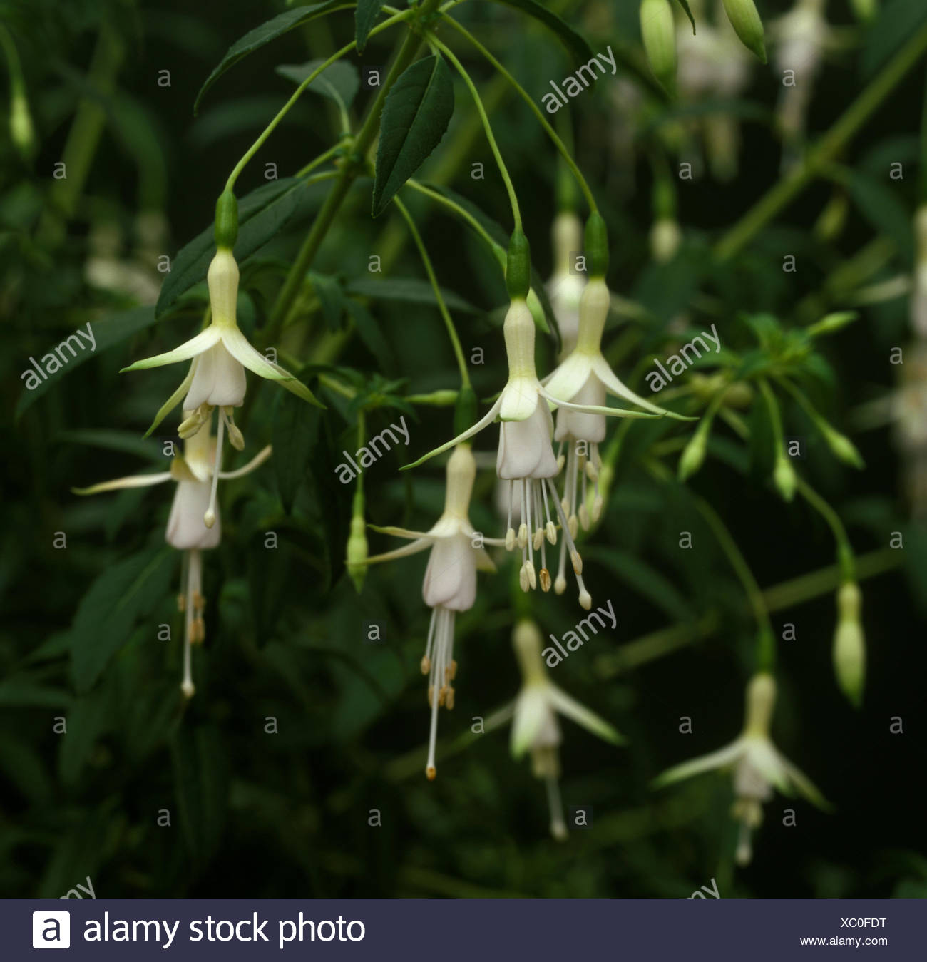 Fuchsia Hawkshead Stock Photos & Fuchsia Hawkshead Stock Images - Alamy