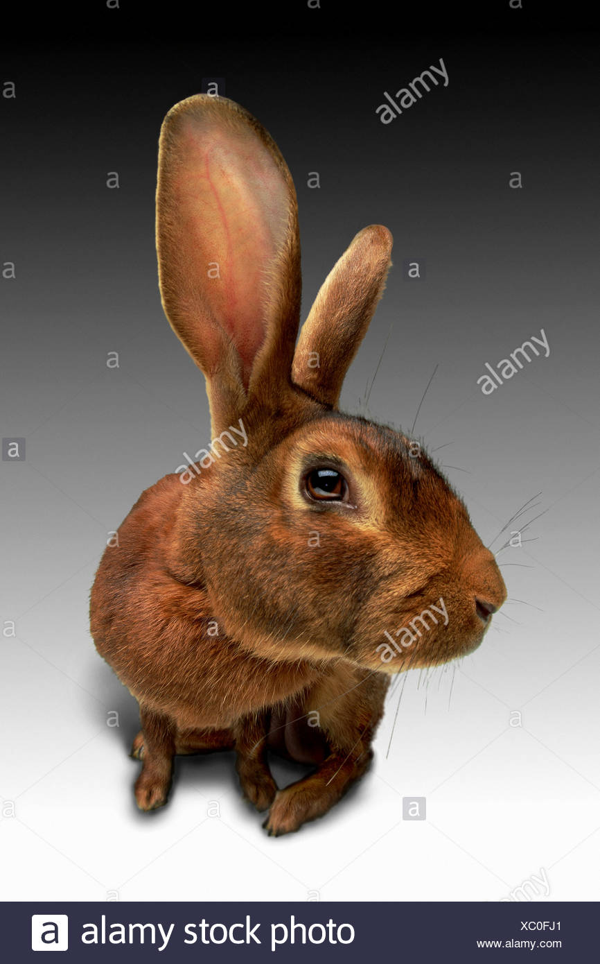 Enlarged View High Resolution Stock Photography and Images - Alamy