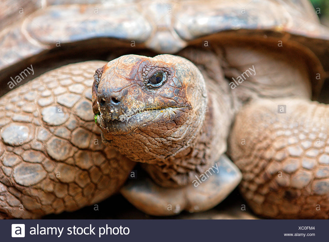 Changuu Zanzibar Prison High Resolution Stock Photography and Images ...