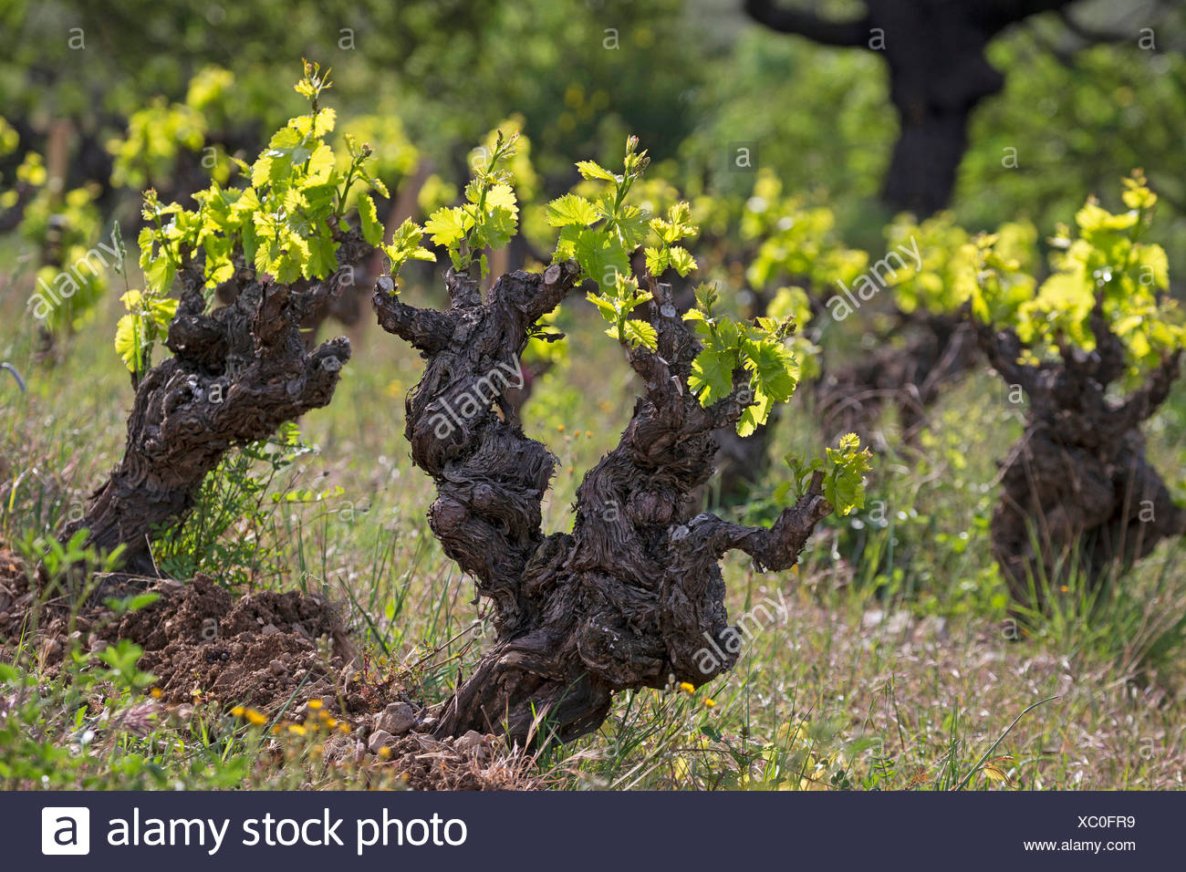 Weinrebe Stock Photos & Weinrebe Stock Images - Alamy