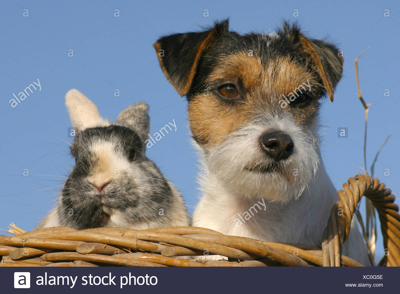 Rabbit Dog High Resolution Stock Photography and Images - Alamy
