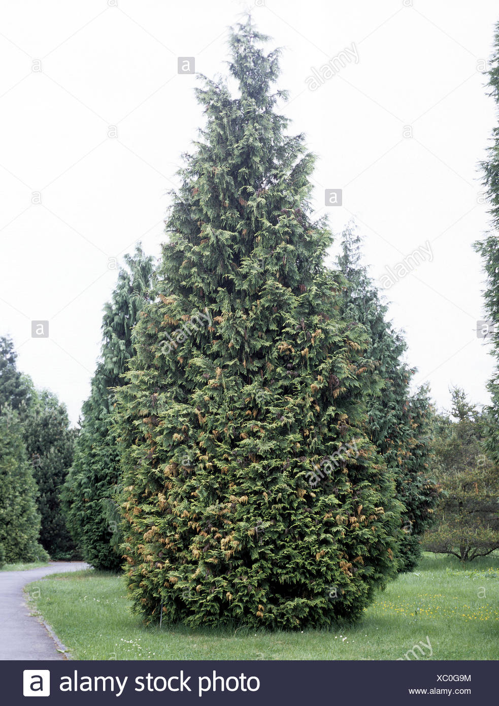 Tree Of Life Thuja Occidentalis High Resolution Stock Photography and ...