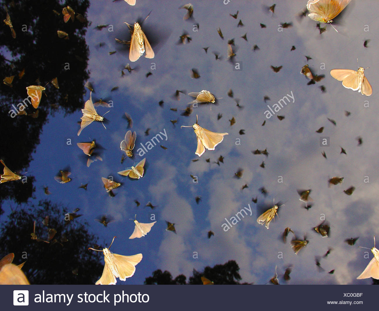 Insect Emergence High Resolution Stock Photography and Images - Alamy