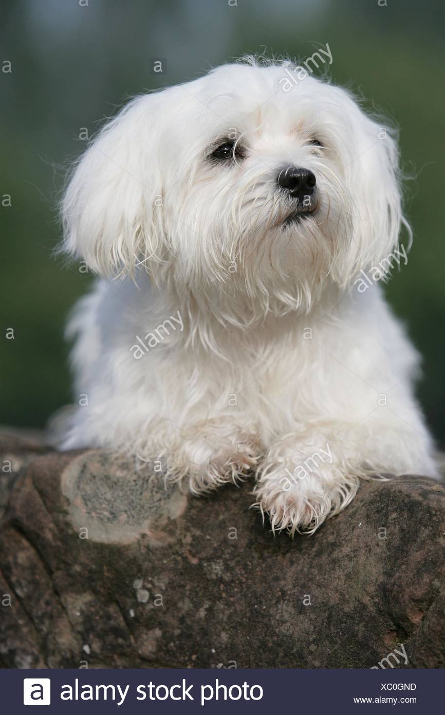 Maltese Paws High Resolution Stock Photography and Images - Alamy