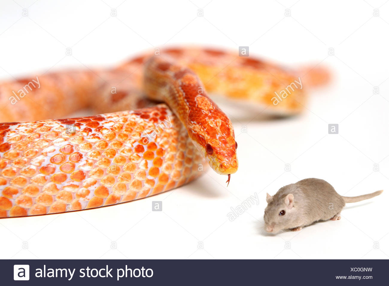 Animal Mouse High Resolution Stock Photography and Images - Alamy