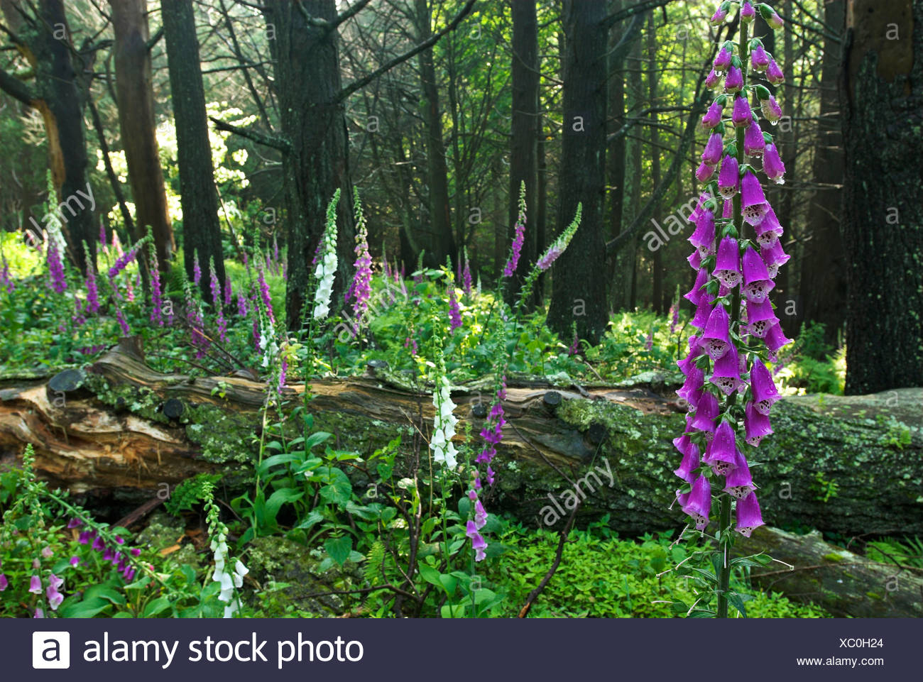 Foxglove Leaves High Resolution Stock Photography and Images - Alamy