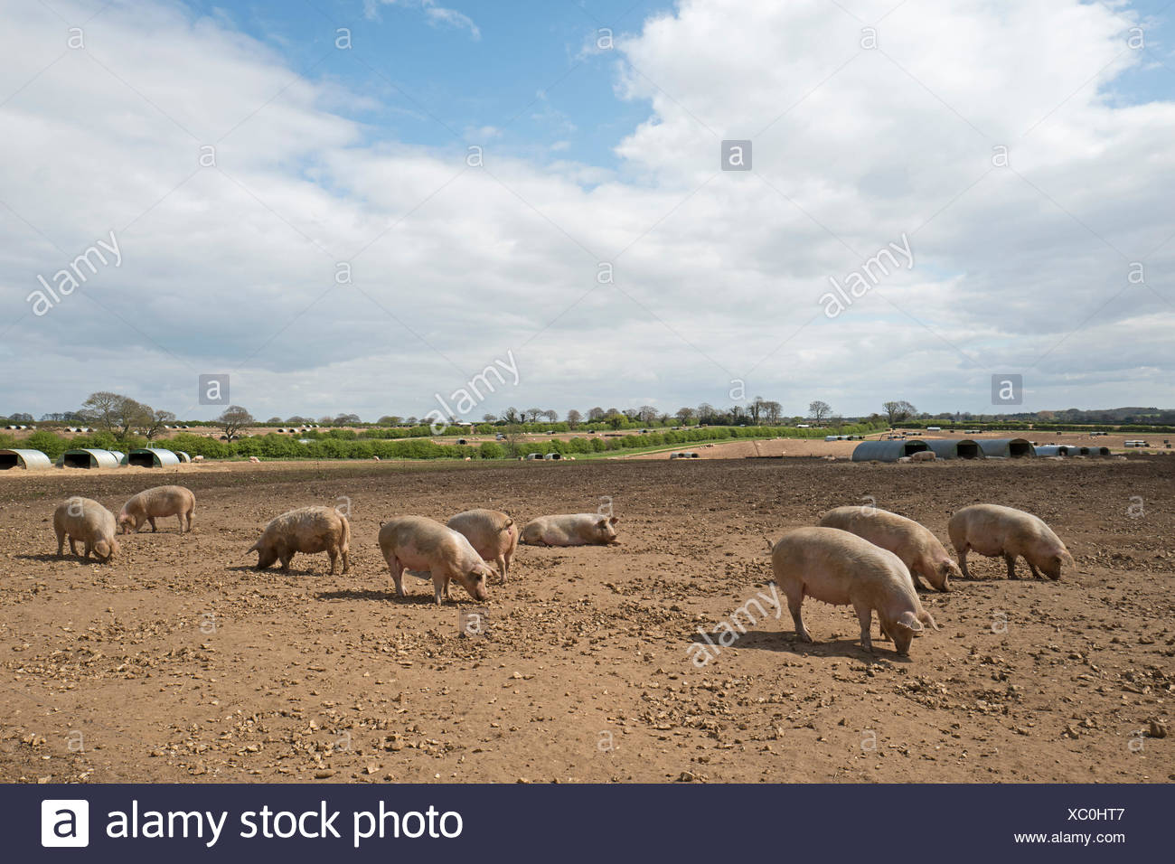 Pig Farming High Resolution Stock Photography and Images - Alamy