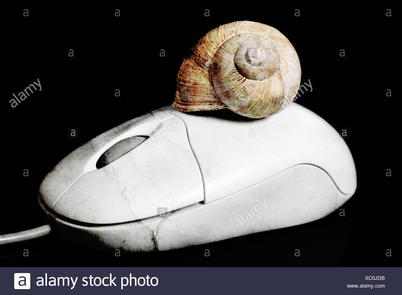Pictures Of Snails High Resolution Stock Photography and Images - Alamy