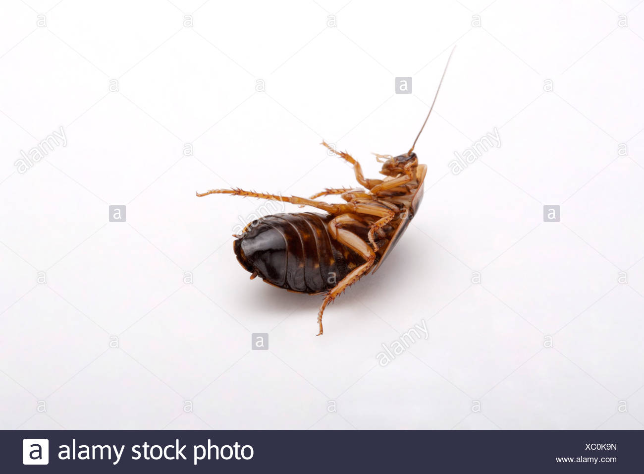 Guyana Spotted Roach High Resolution Stock Photography and Images - Alamy