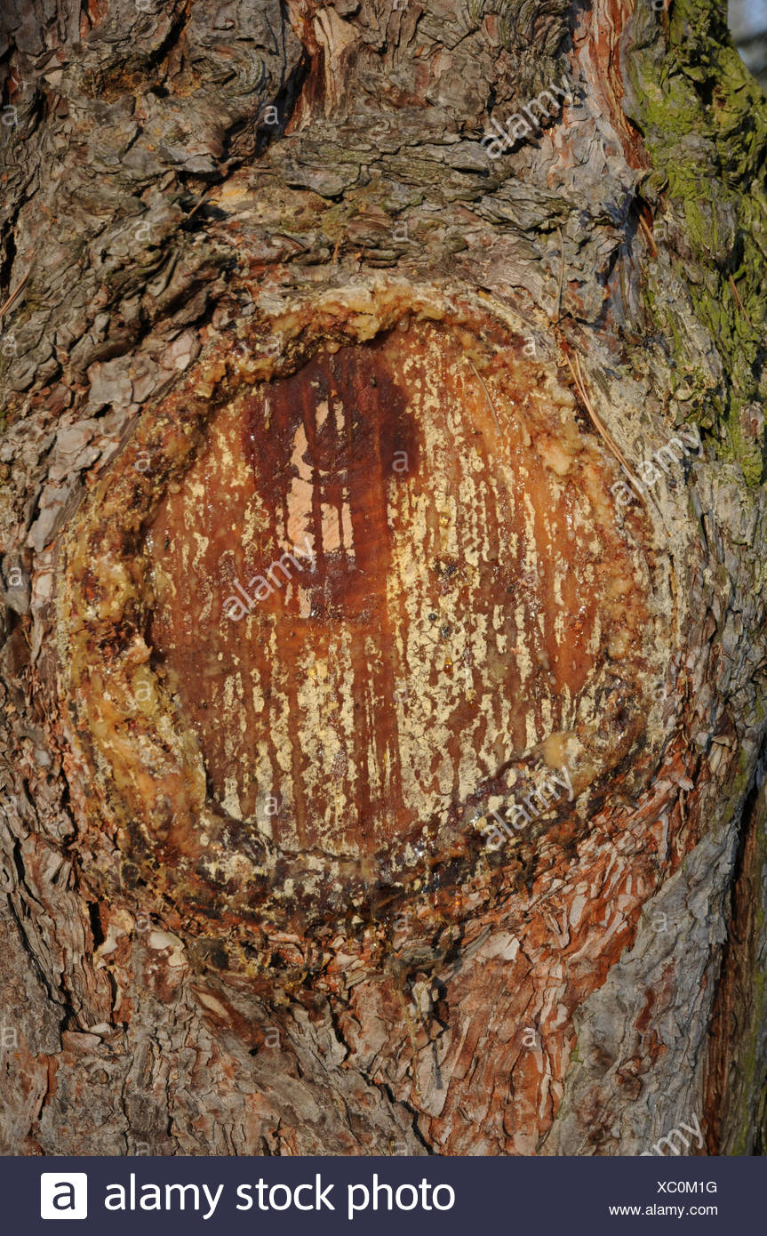Pitch Black Trees High Resolution Stock Photography and Images - Alamy