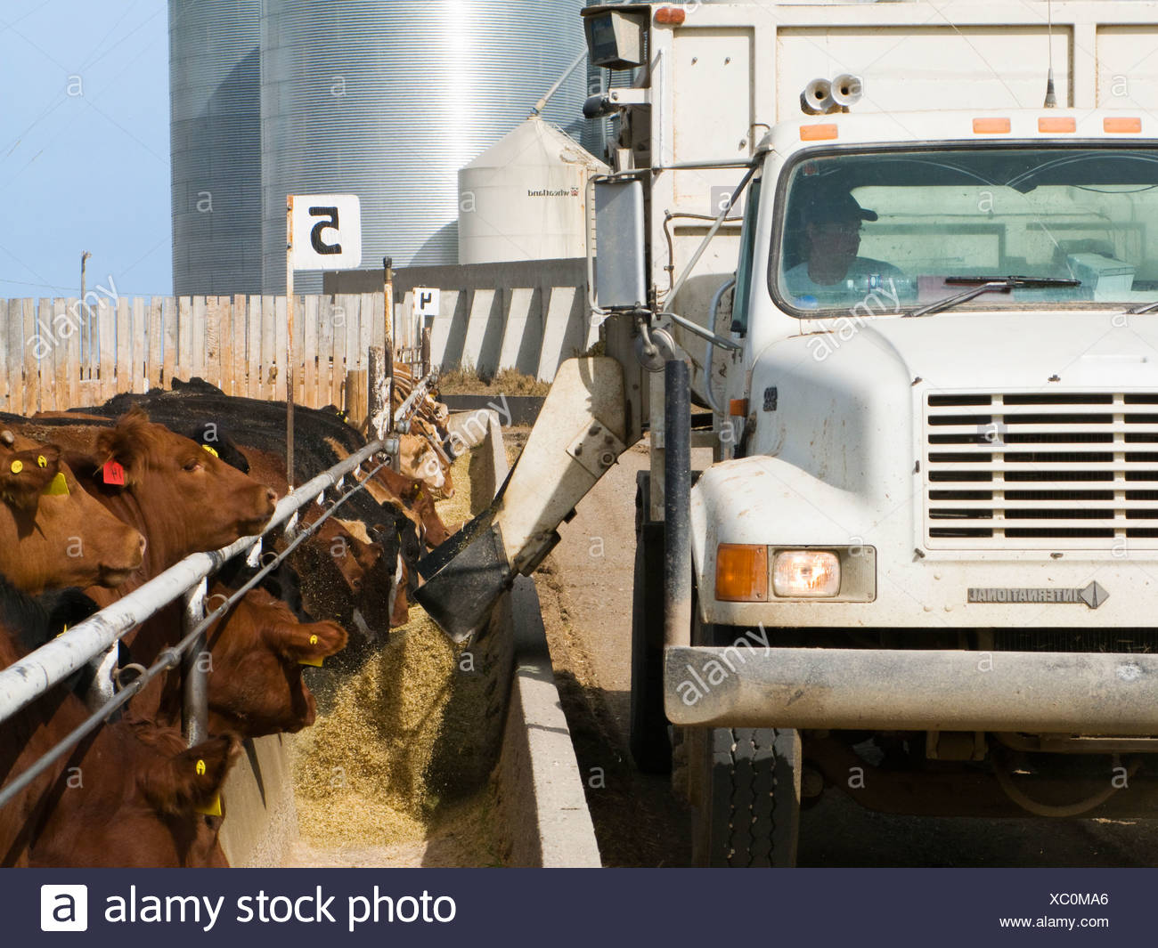Feedlot Feed Bunk Stock Photos & Feedlot Feed Bunk Stock Images - Alamy
