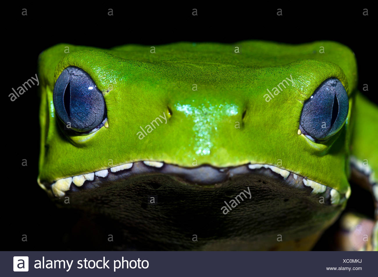 Giant Monkey Frog Phyllomedusa Bicolor High Resolution Stock ...