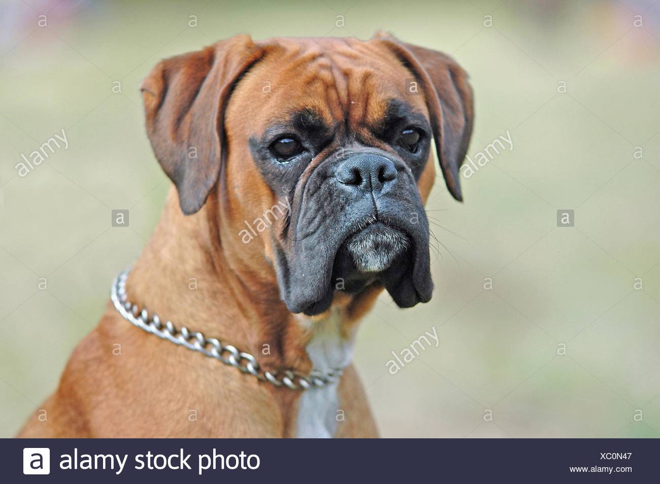 Boxer Portrait High Resolution Stock Photography and Images - Alamy