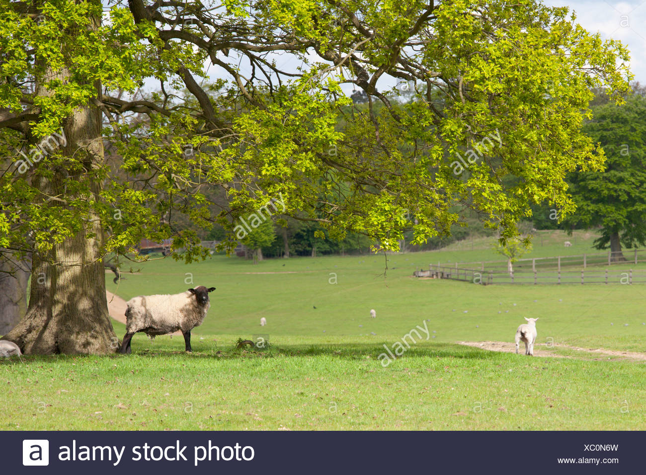 English Field Sheep High Resolution Stock Photography and Images - Alamy