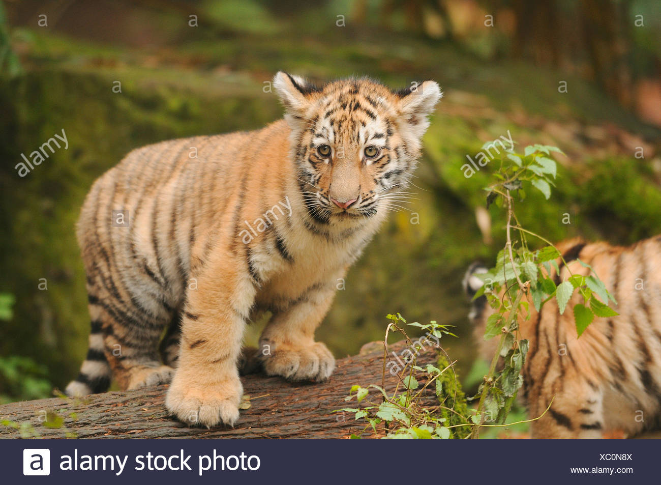 Siberian Tiger Cub Standing Panthera High Resolution Stock Photography ...