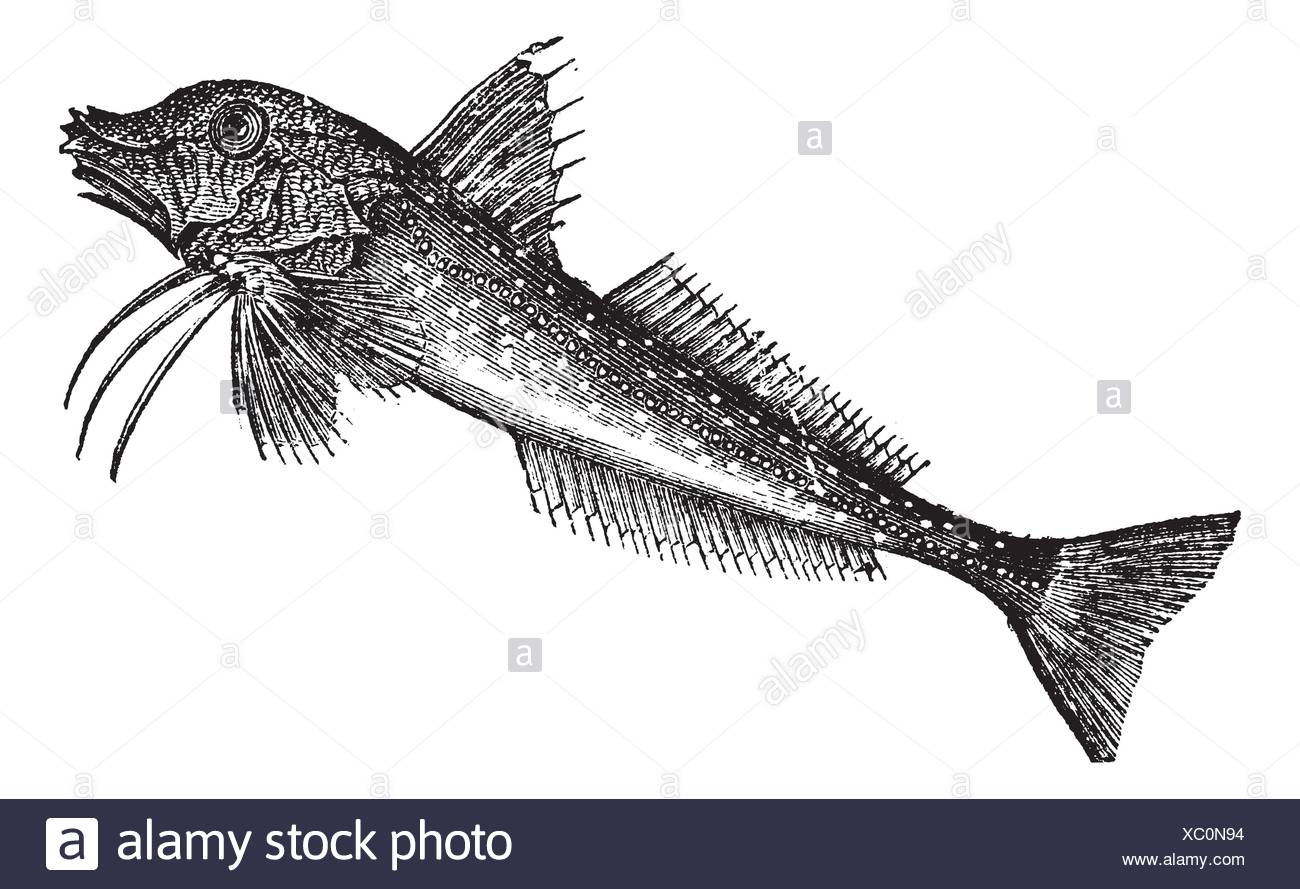 Grey Gurnard High Resolution Stock Photography and Images - Alamy