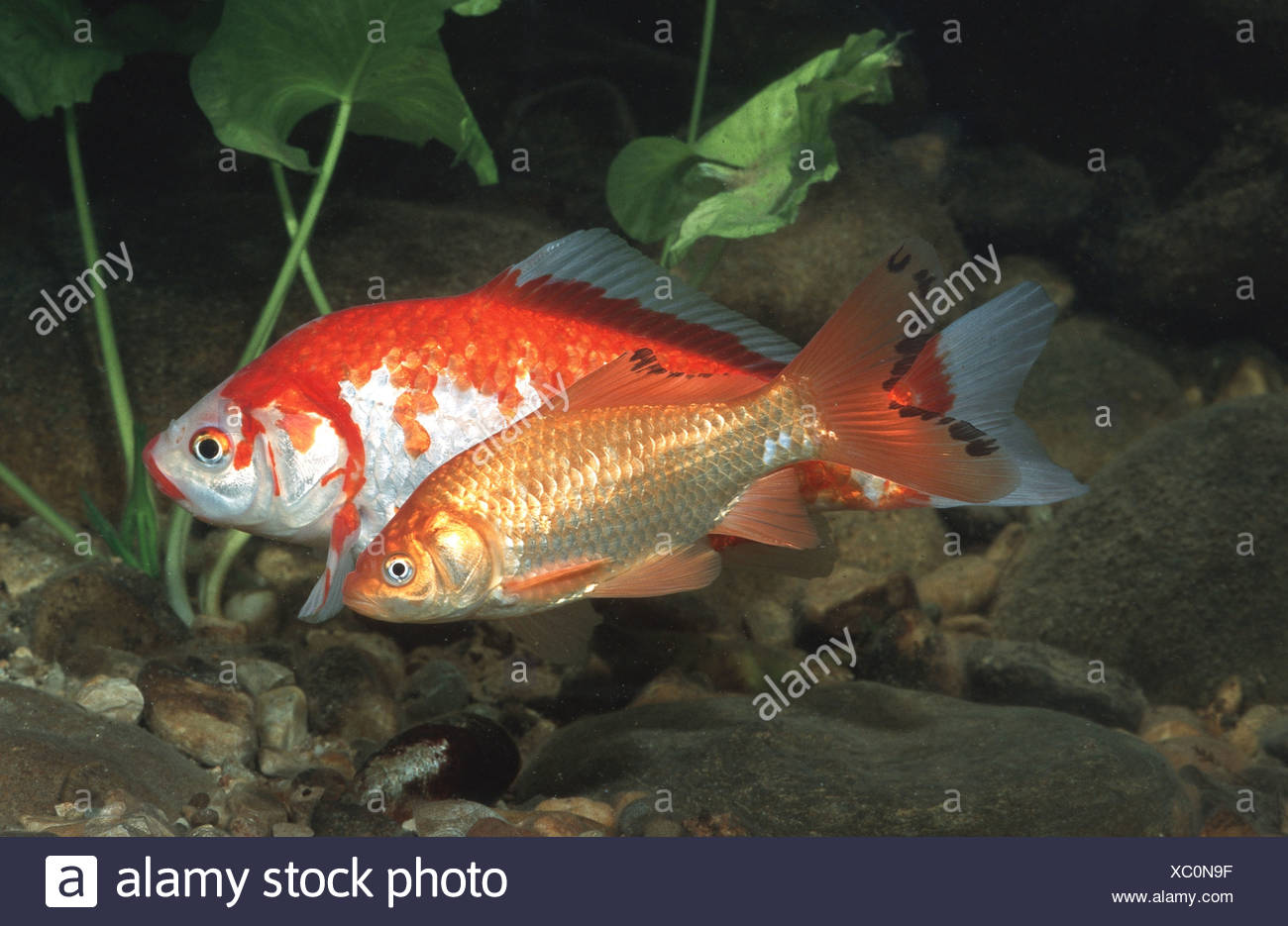 A Prussian A High Resolution Stock Photography and Images - Alamy