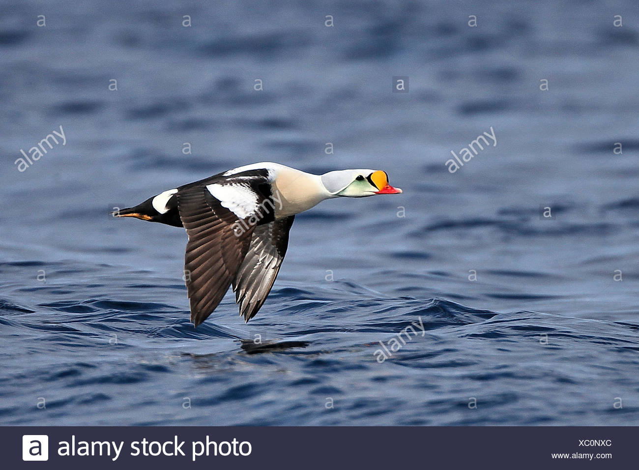 King Eider Stock Photos & King Eider Stock Images - Alamy