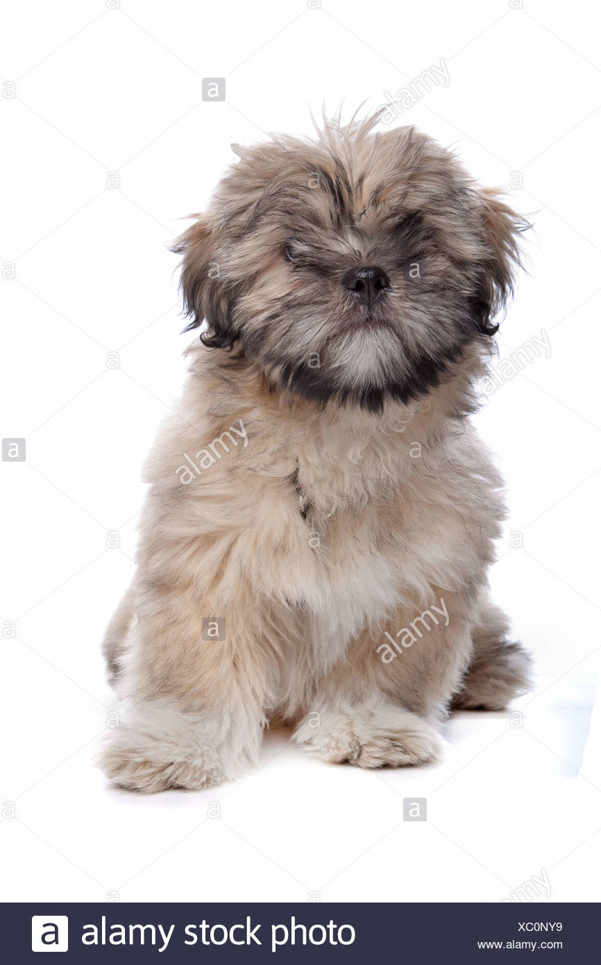 Lhasa Apso Puppy Stock Photos & Lhasa Apso Puppy Stock Images - Alamy