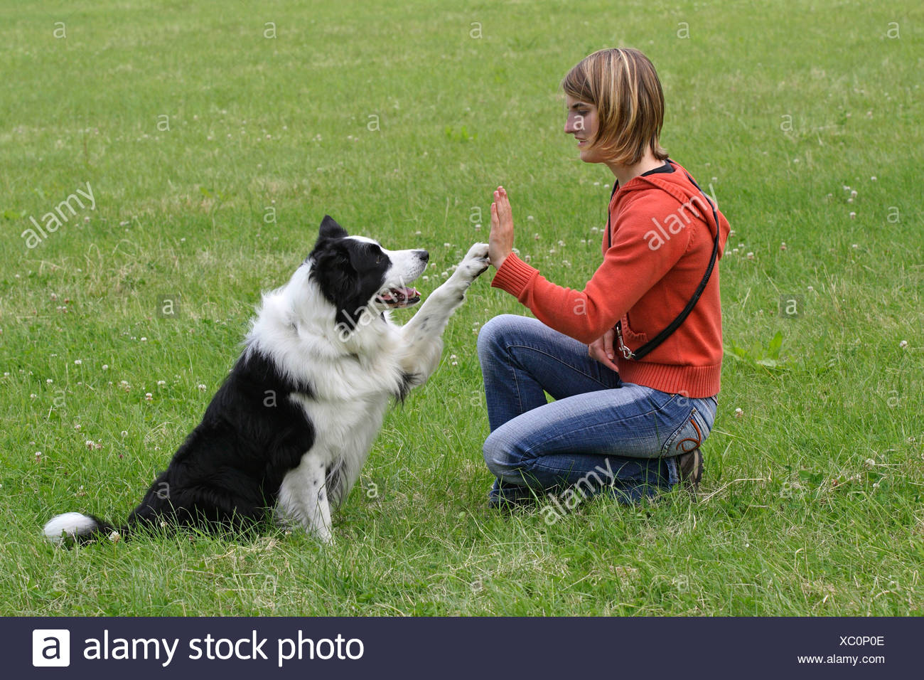 Border Collie Paw High Resolution Stock Photography and Images - Alamy