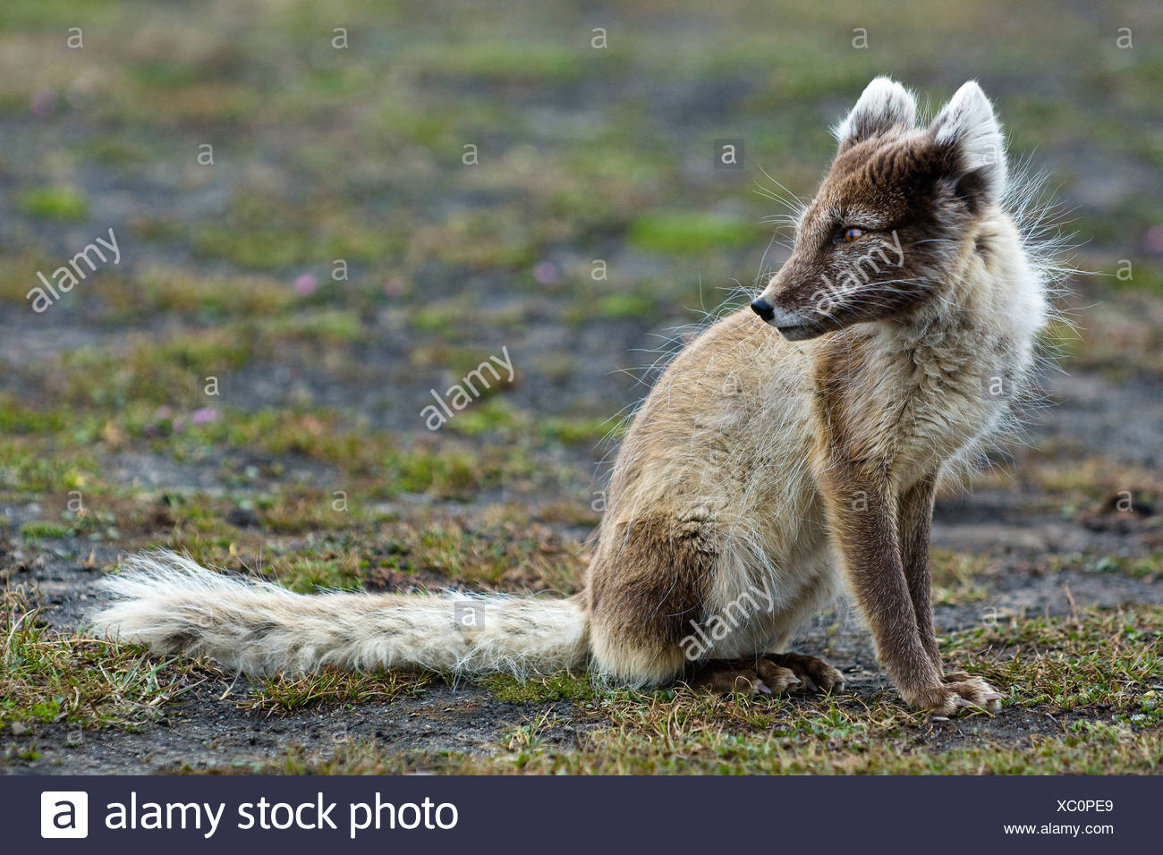 Norway Arctic Fox High Resolution Stock Photography and Images - Alamy