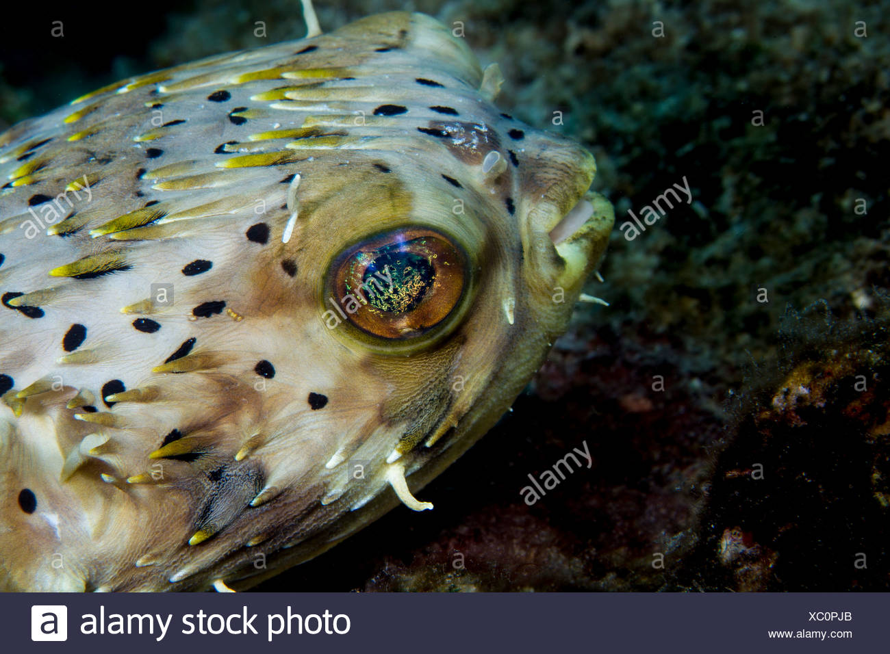 Spiny Balloonfish High Resolution Stock Photography and Images - Alamy