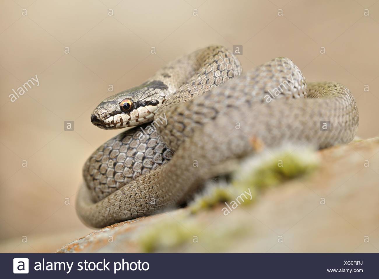 Snake Smooth Snake High Resolution Stock Photography and Images - Alamy