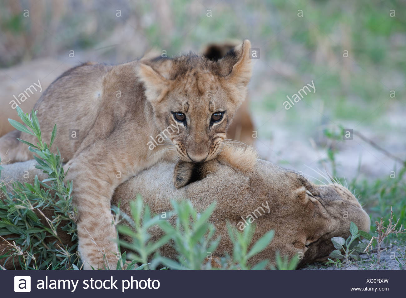 Lion Ear High Resolution Stock Photography and Images - Alamy