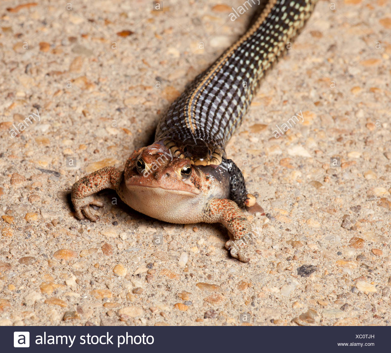 Toad Feet High Resolution Stock Photography and Images - Alamy