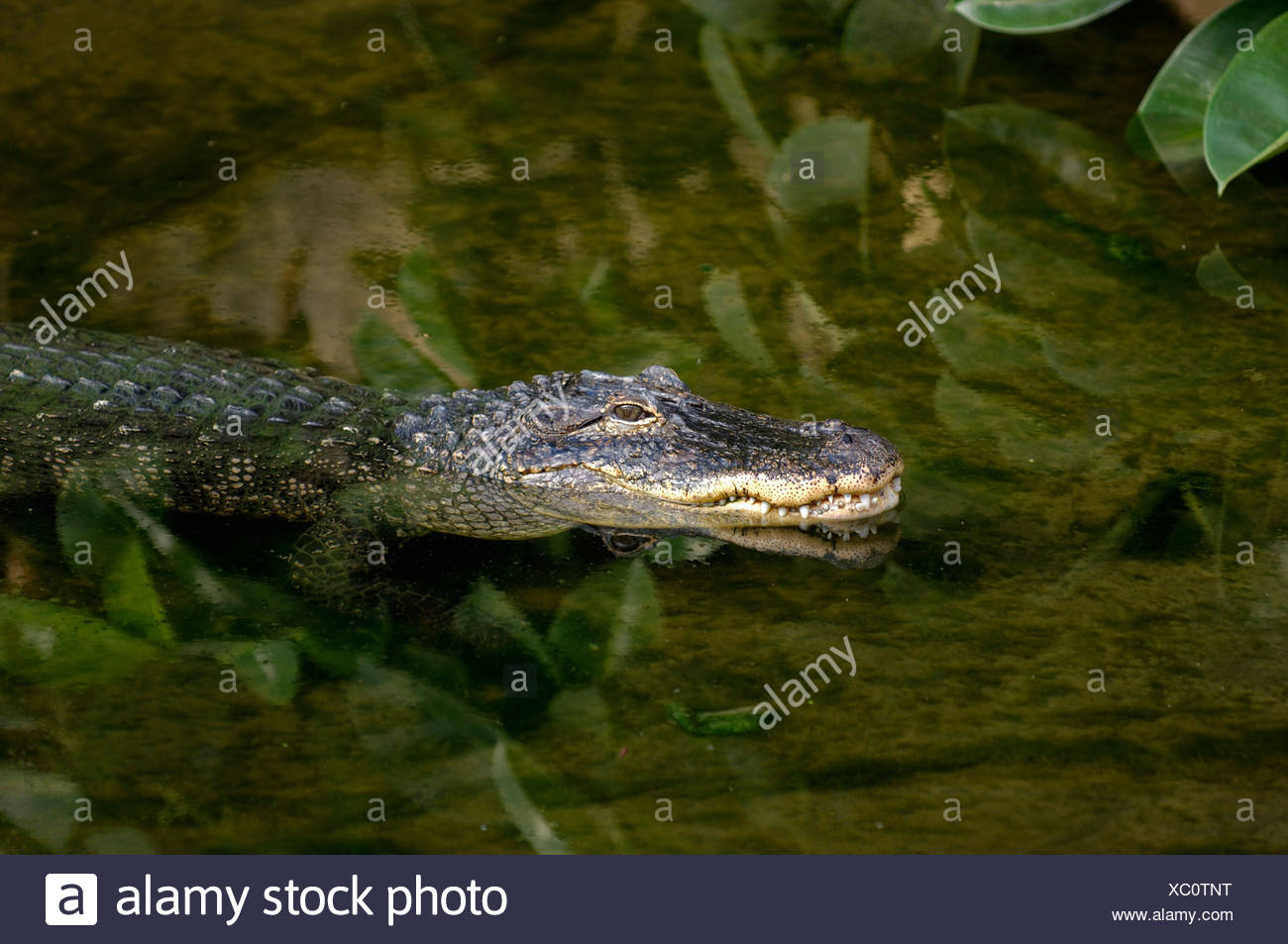 Mississippi Alligator High Resolution Stock Photography and Images - Alamy